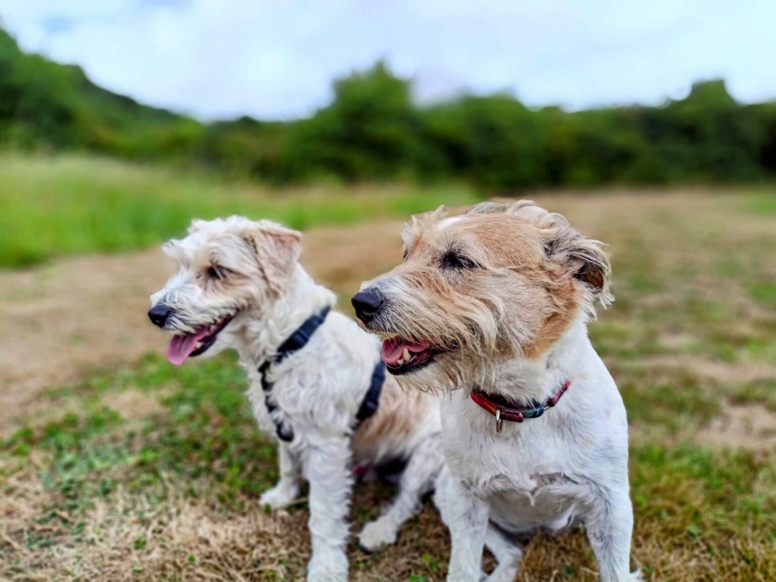 Mojo Vets | Independent Veterinary Clinic | Hastings | East Sussex